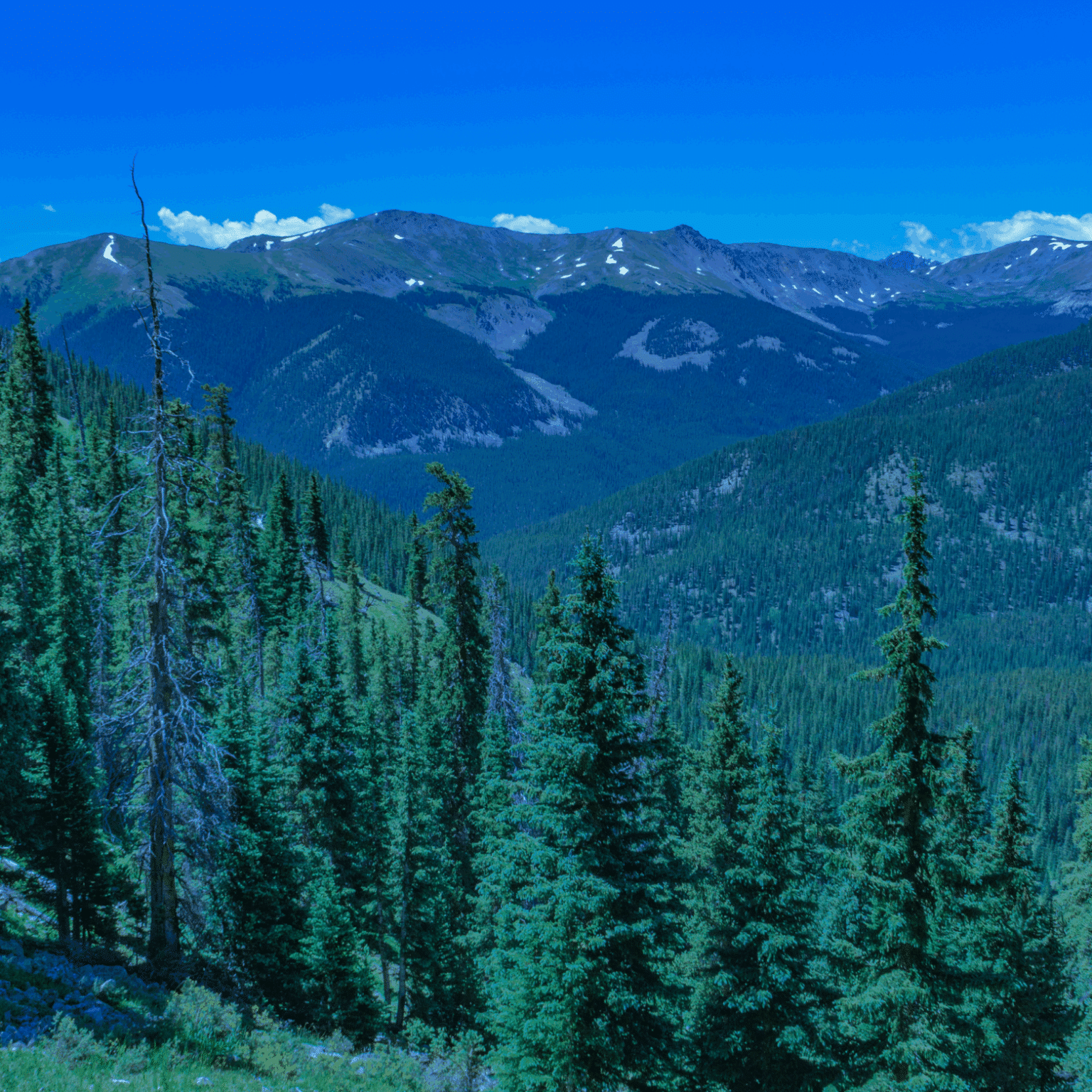 Downloads - Netceed PL