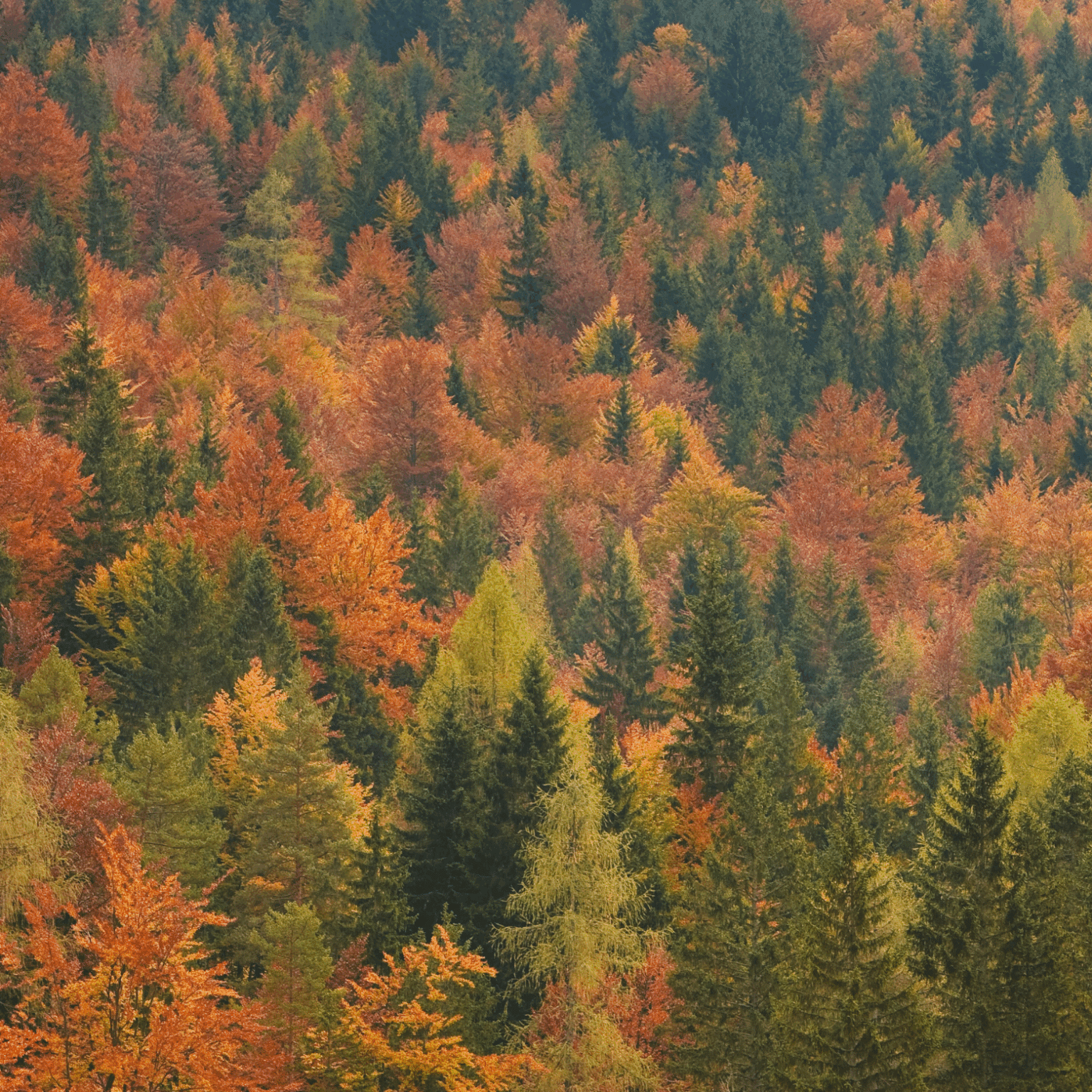 Newsroom - Netceed US